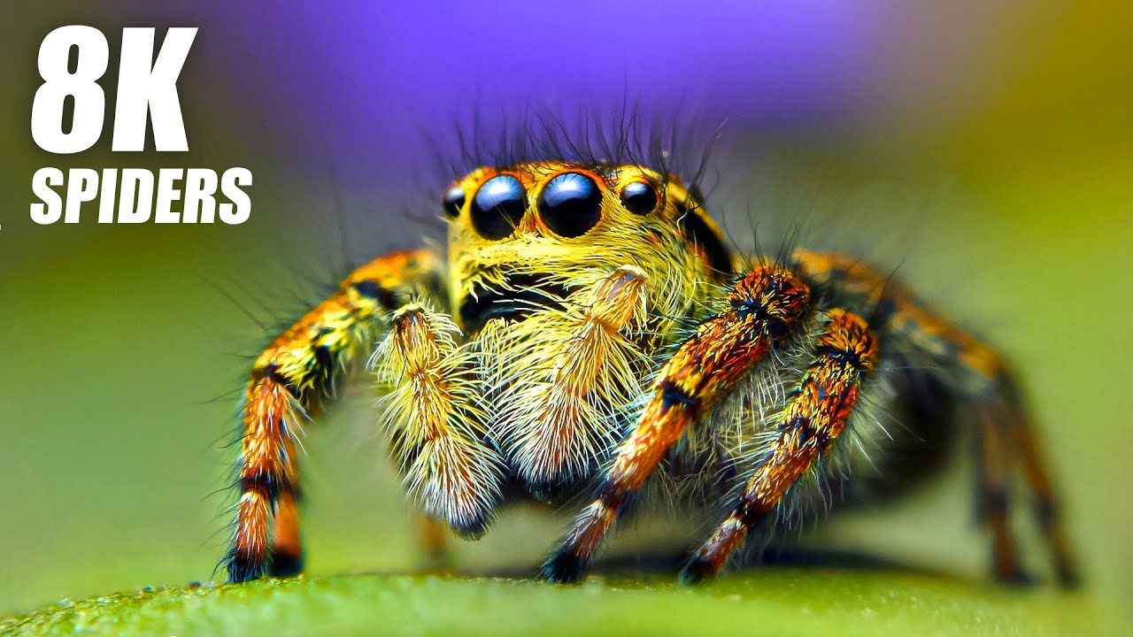 Amazing Spiders in 8K TV HDR 60FPS ULTRA HD - YouTube