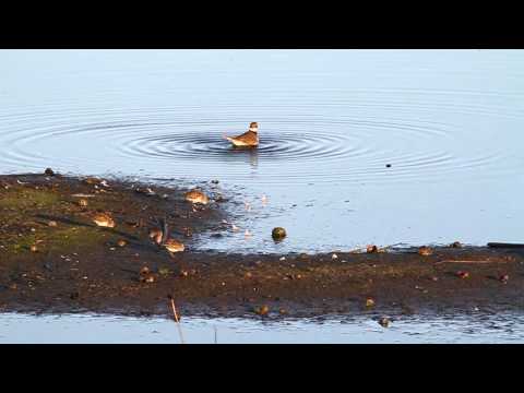 Killdeer Bath - (Charadrius vociferus)