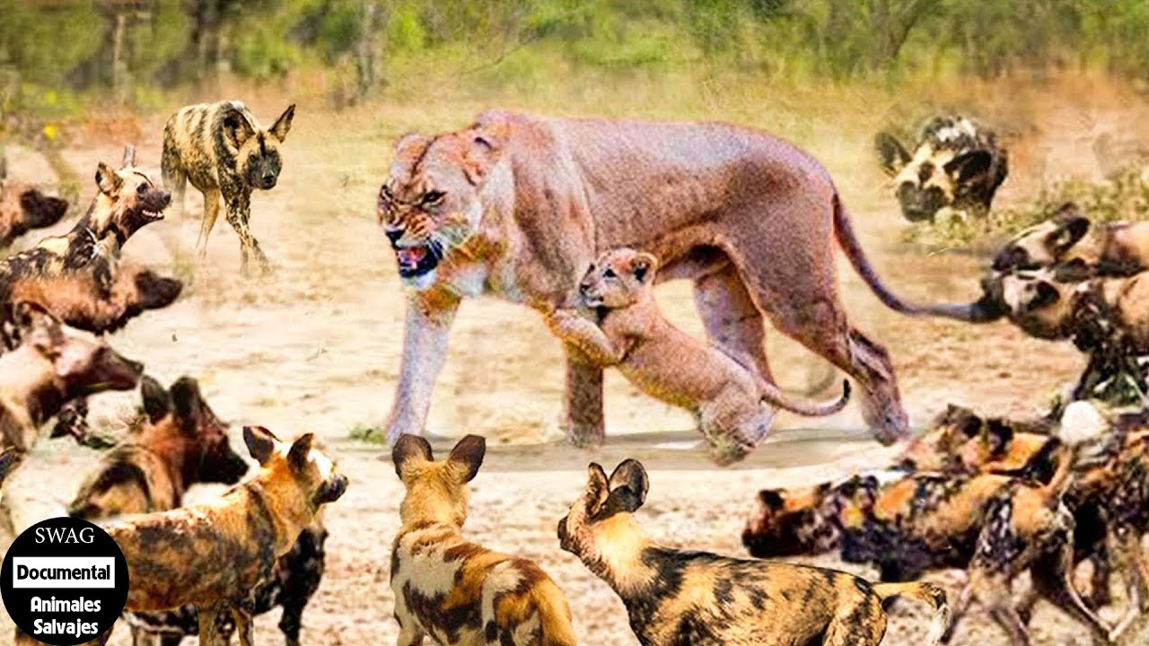 Perros Salvajes Atacan A Leones Para Vengar A Sus Cachorros Y El Fin ...