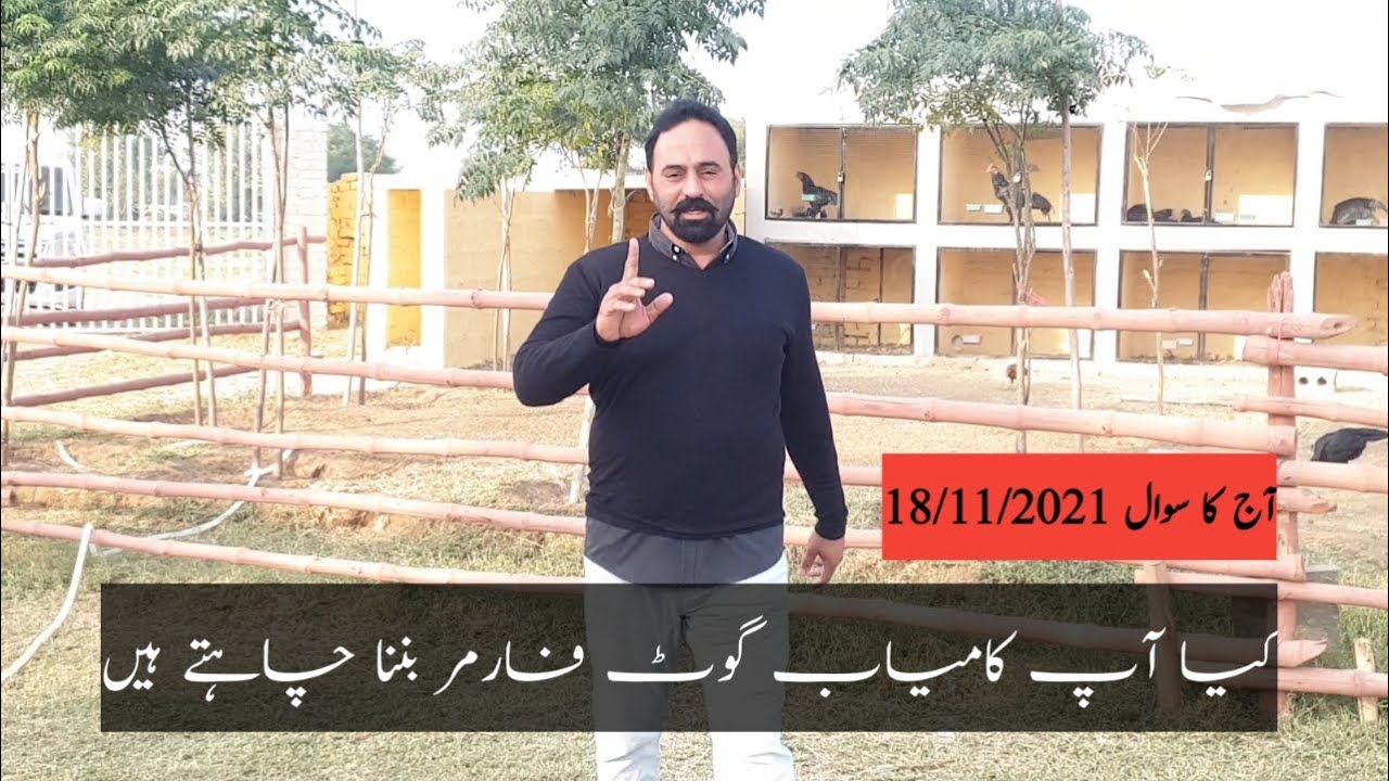 Kya Ap Kamyab Goat Farmer Banna Chahtay Hain. Chakwal Goat Farm. Goat ...