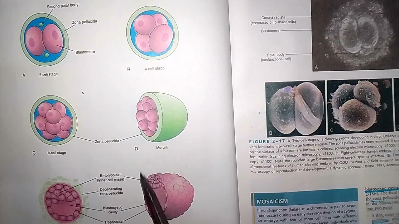 FERTILIZATION & GASTRULATION PROCESS EXPLANATION||XII BIOLOGY CHAPTER 17 DEVELOPMENT AND AGING ...