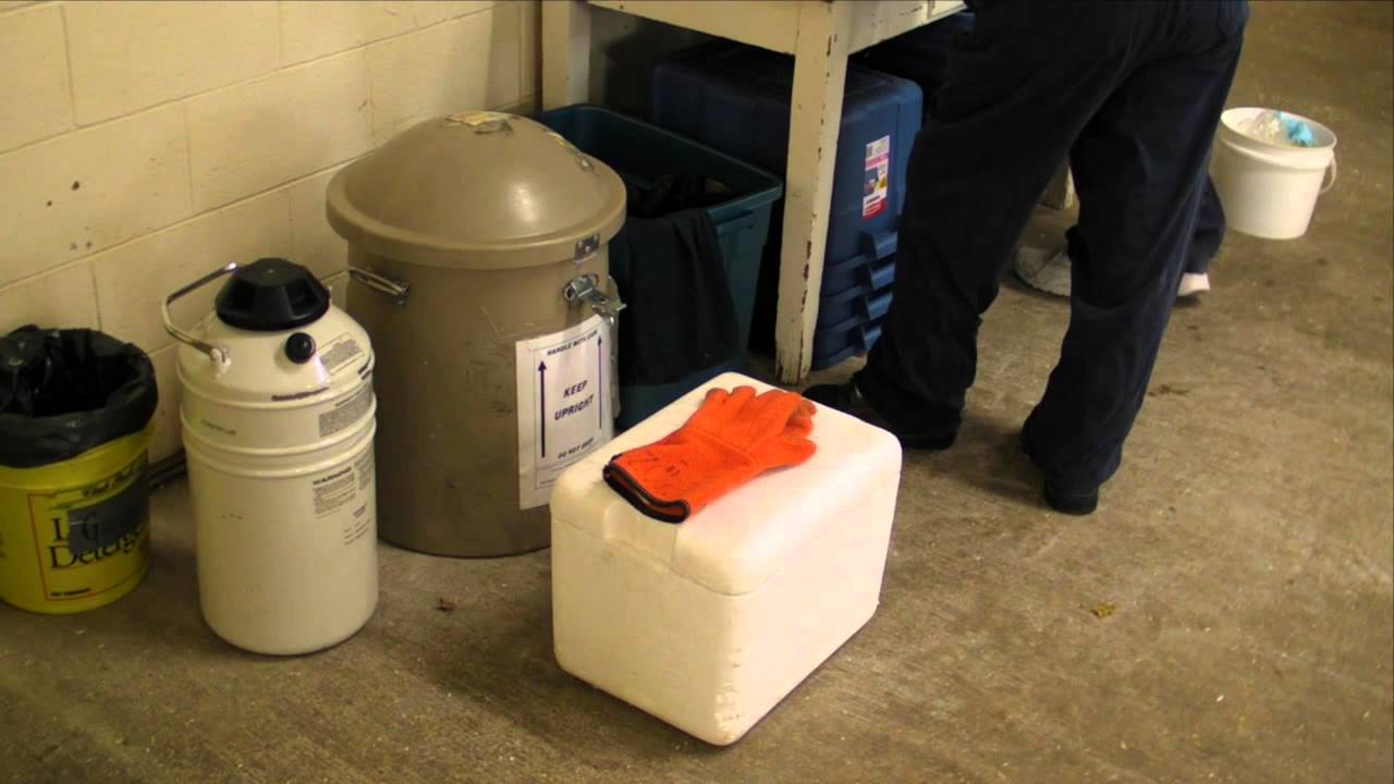 Rumen_sampling - YouTube