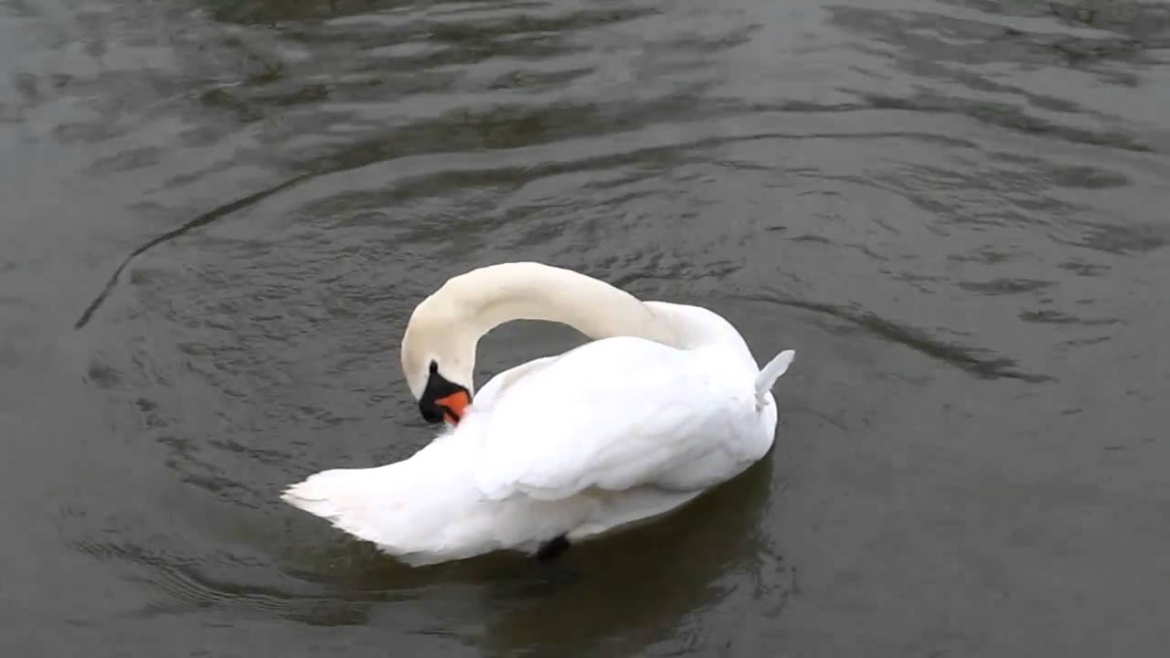 Swan dancing HD - YouTube