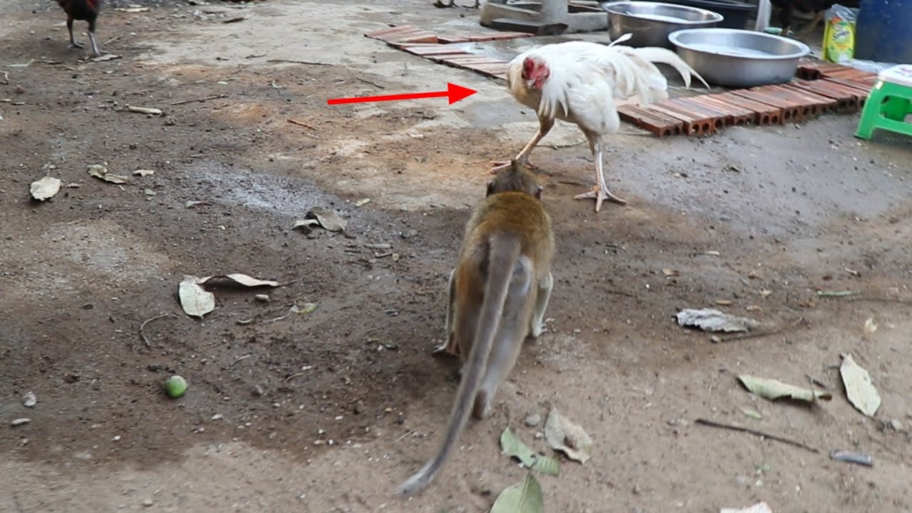 Monkey Nona Very Angry Chicken | Baby Monkey Chases White Chicken - YouTube