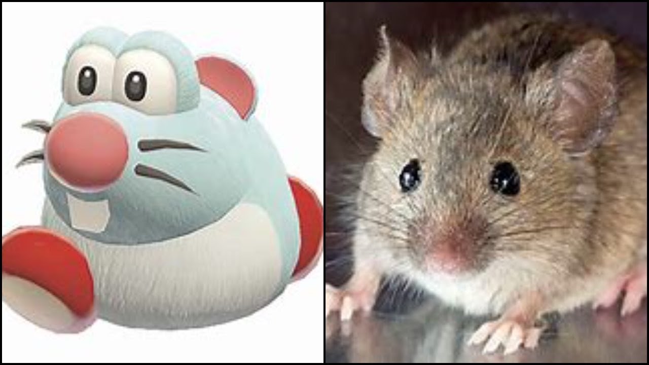 Mario Enemies And Their Real Life Counterparts 4 - YouTube