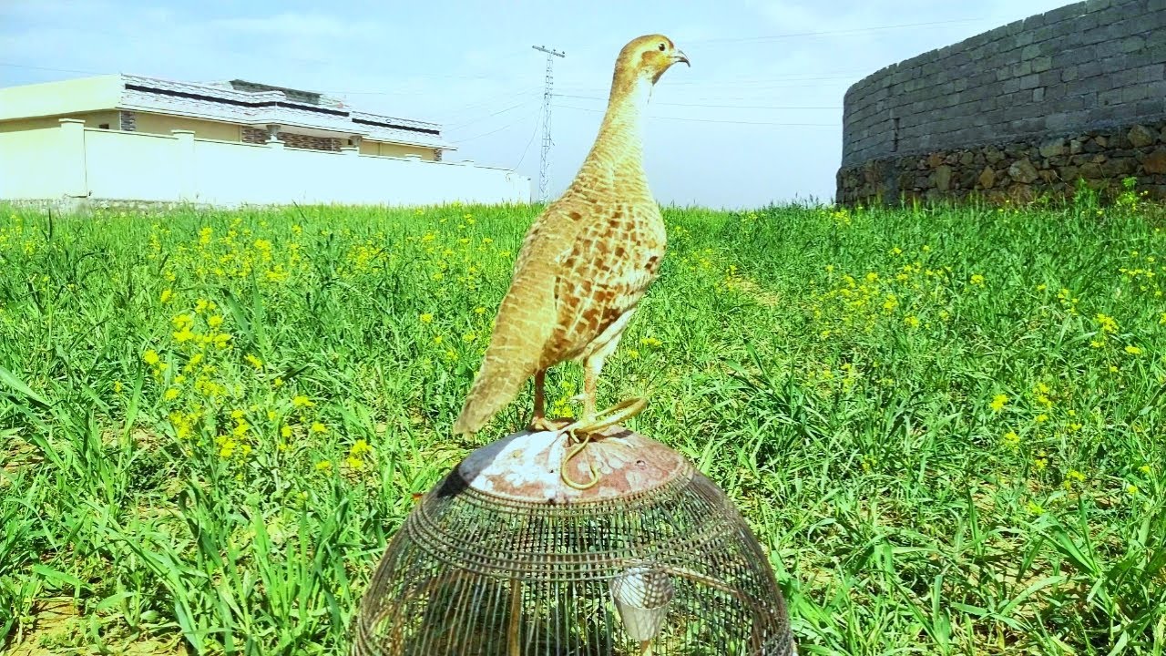 Dakhni Teetar| Irani Teetar | Grey Francolin Teetar Sound - YouTube