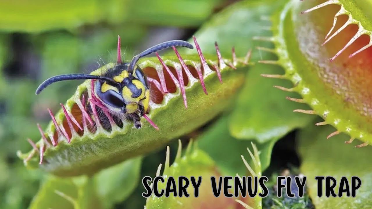10 Interesting Facts about The Venus Fly Trap - YouTube