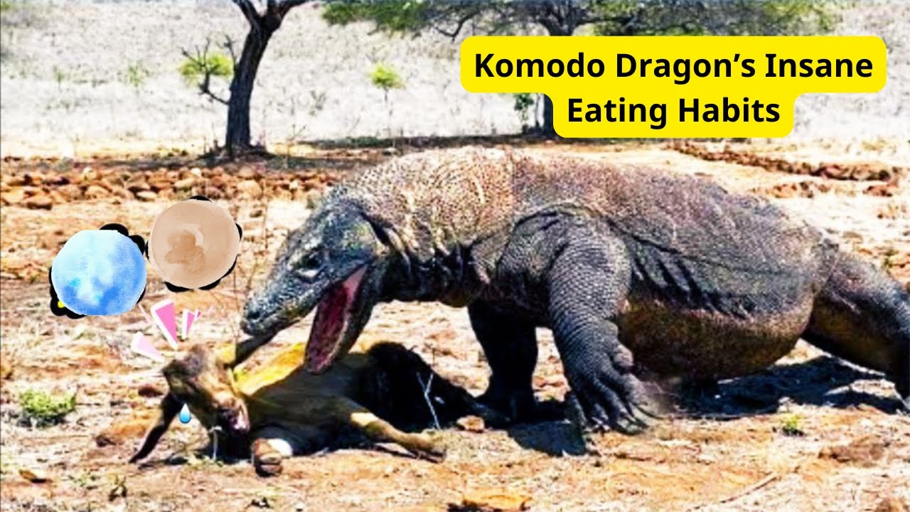 Komodo Dragon’s Insane Eating Habits – Swallowing a Whole Goat in One ...