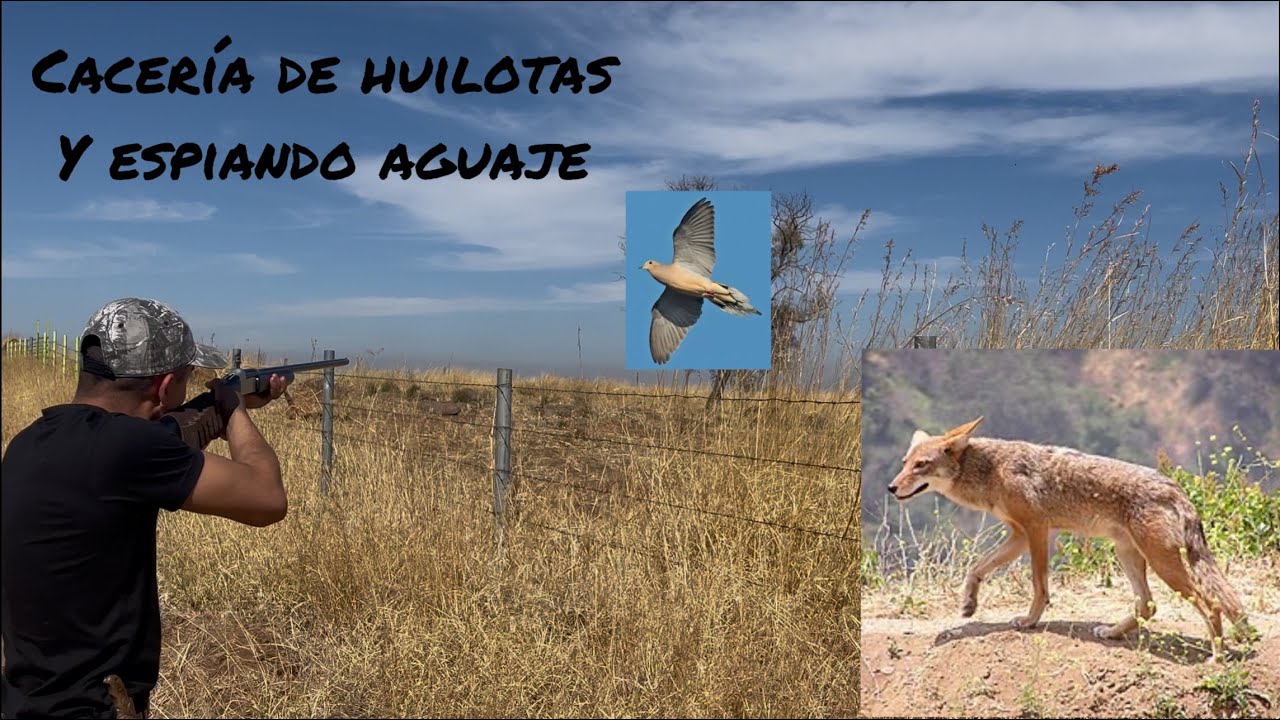 Cacería de huilotas y espiando aguaje ⛰️ - YouTube