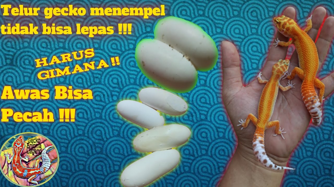 TELUR GECKO MENEMPEL , Gak bisa lepas ??? harus gimana ? - YouTube