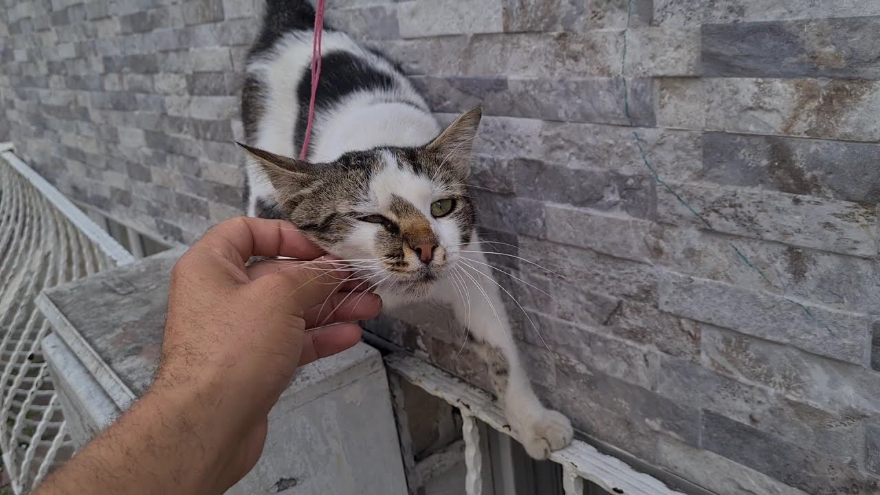 Sweet stray cat wants me to give her a head massage all the time. - YouTube