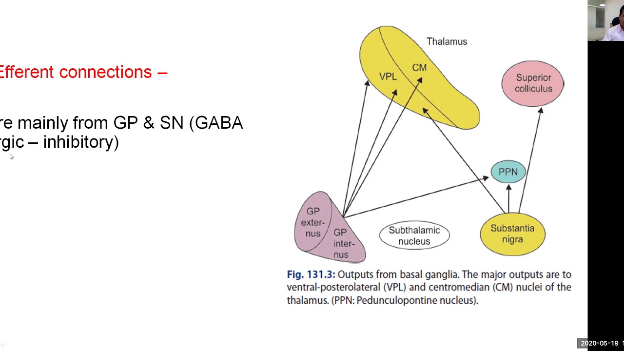CONNECTIONS AND FUNCTIONS OF BASAL GANGLIA - I - YouTube