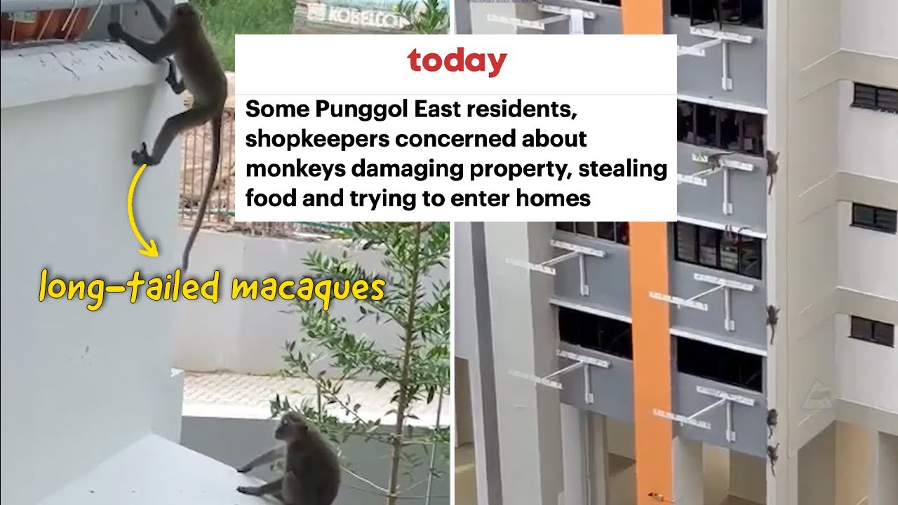 How to monkey-proof your home - YouTube