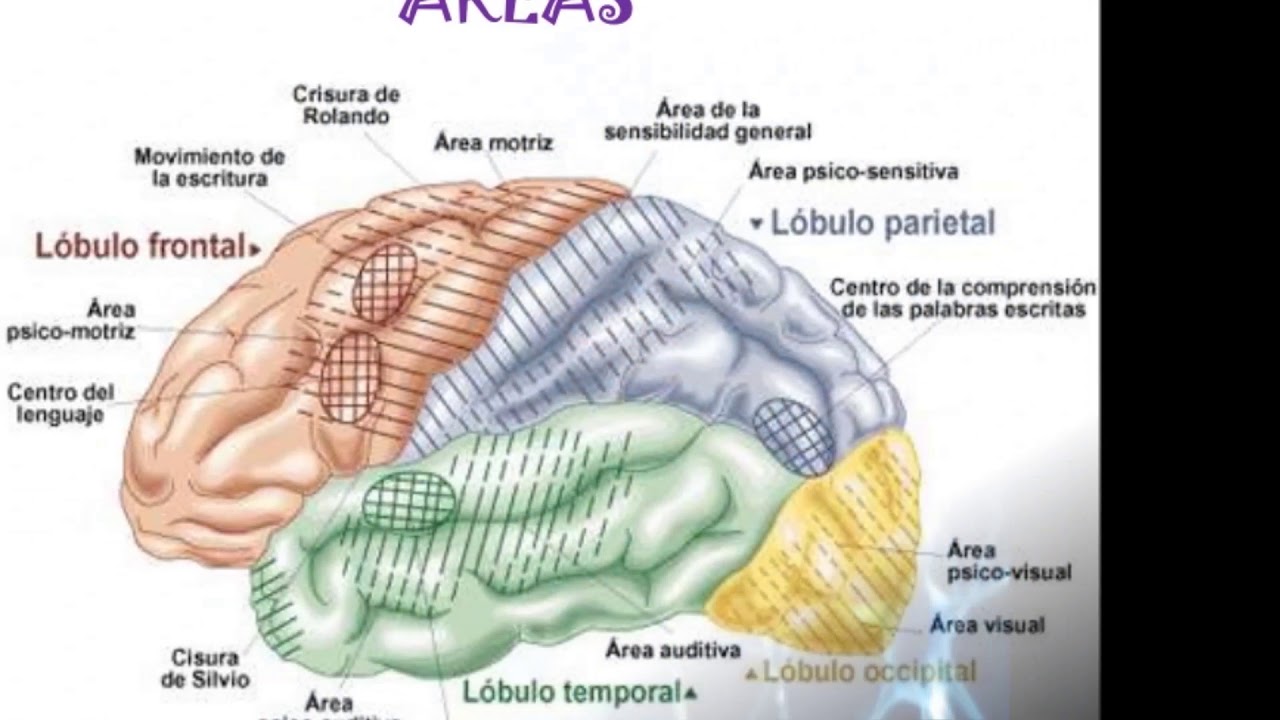 corteza cerebral, capas, áreas y funciones - YouTube