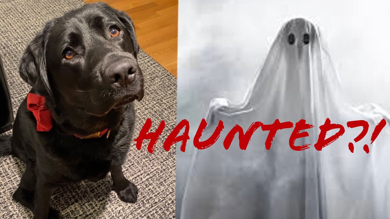 Dog learns his house is HAUNTED?! 😢 - YouTube