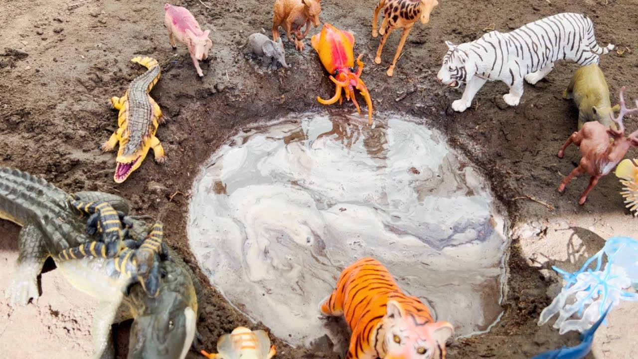 Animals In Mud Hole! Tigers, Alligator, Squid, Giraffe | Learn Animal ...