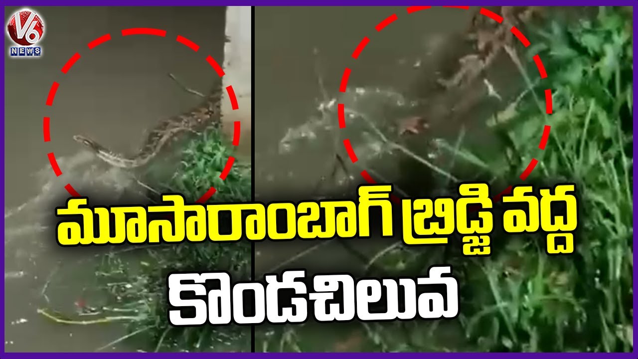Huge Python Appeared AT Moosaram Bagh Bridage V6 News - YouTube