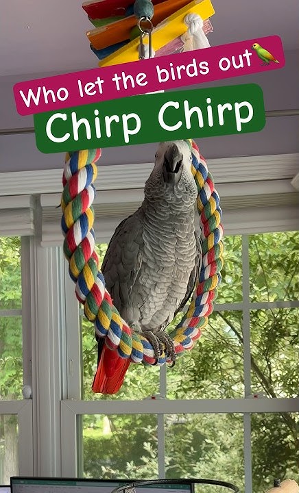 Symon says: Who let the birds out, chirp, chirp🤣🦜 # ...