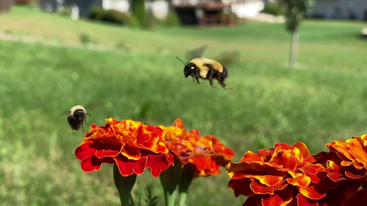 iPhone 11 Pro Max Slow Mo and 4K video test footage - YouTube
