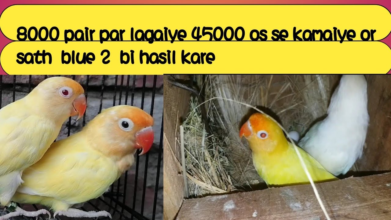 8000 pair par lagaiye or 45000 os se kamaiye or blue 2 bi hasil kare - YouTube
