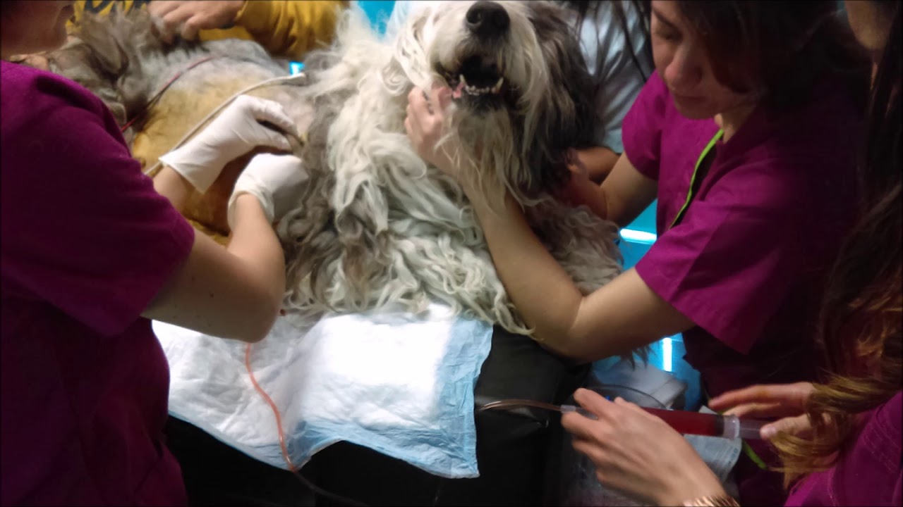 Tamponada cardíaca en un canino - YouTube