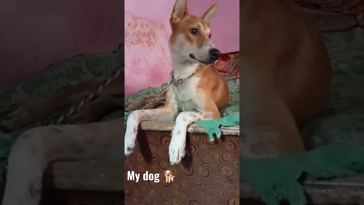 dog-sound-like-to-comment-and-share-youtube
