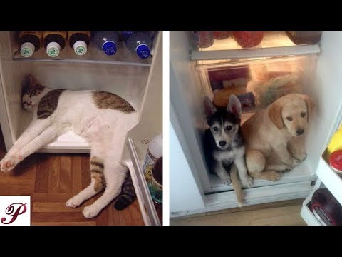 FUNNY WAY TO STAY COOL IN SUMMER - YouTube