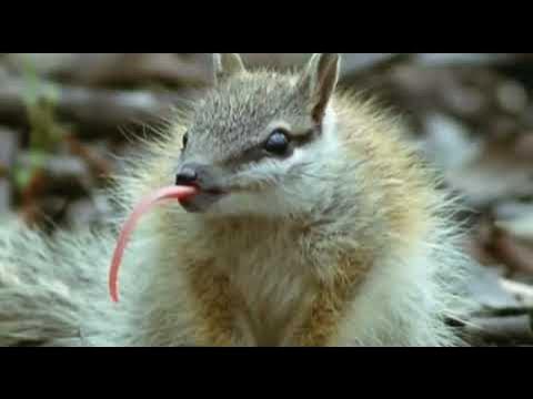 The Numbat - YouTube