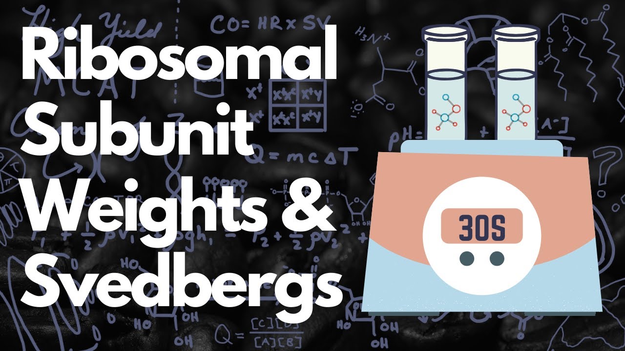 Ribosomal Subunit Weights (Prokaryotes and Eukaryotes) + Svedbergs ...
