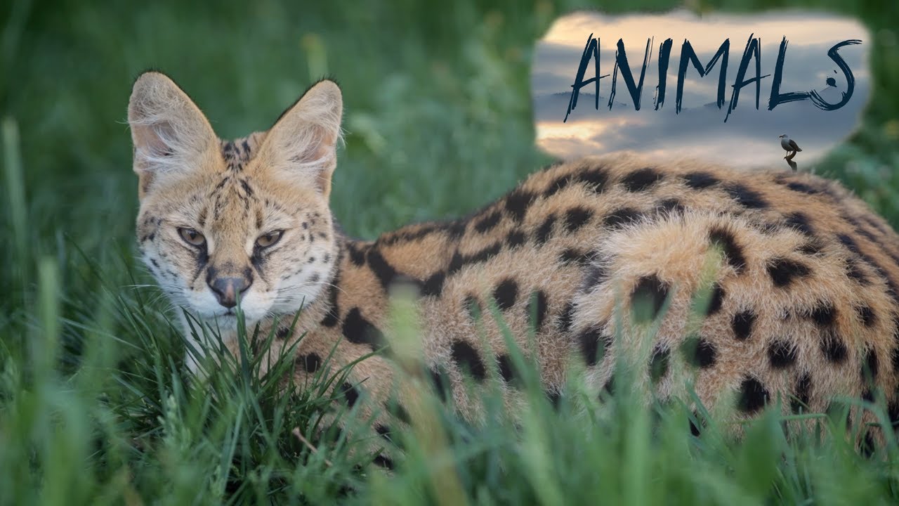 A serval in the wild.Animals Of The World.Domestic and Wild Animals ...