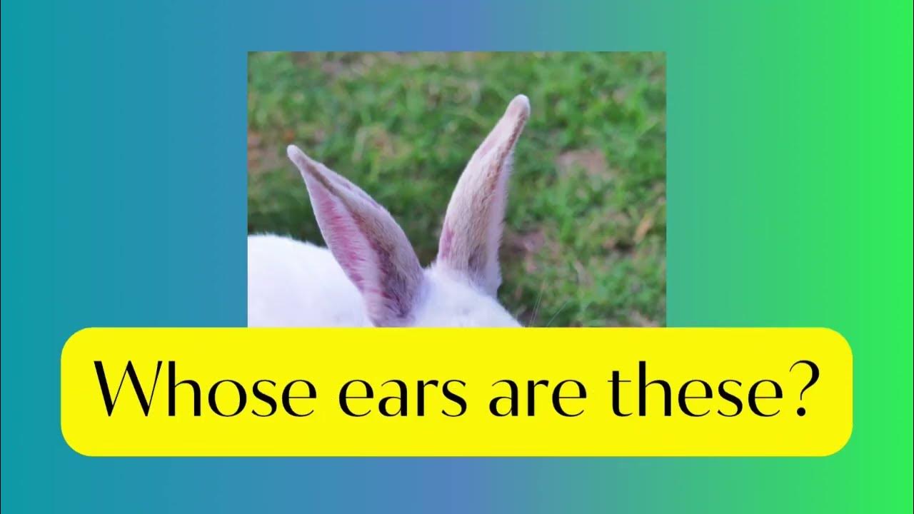 Solve the Mystery Animal Ears | Guessing Game - YouTube
