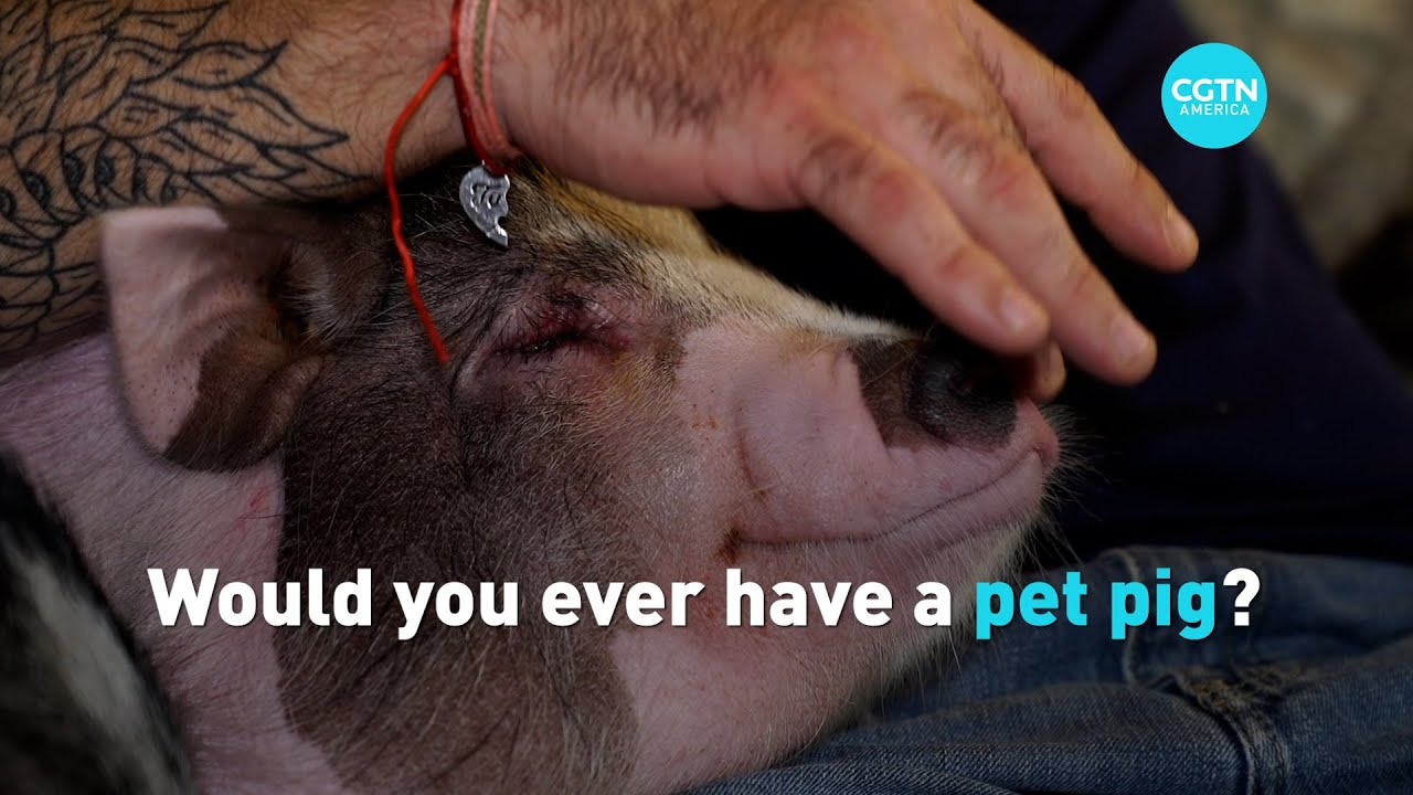 Would you have a pig as a pet? - YouTube