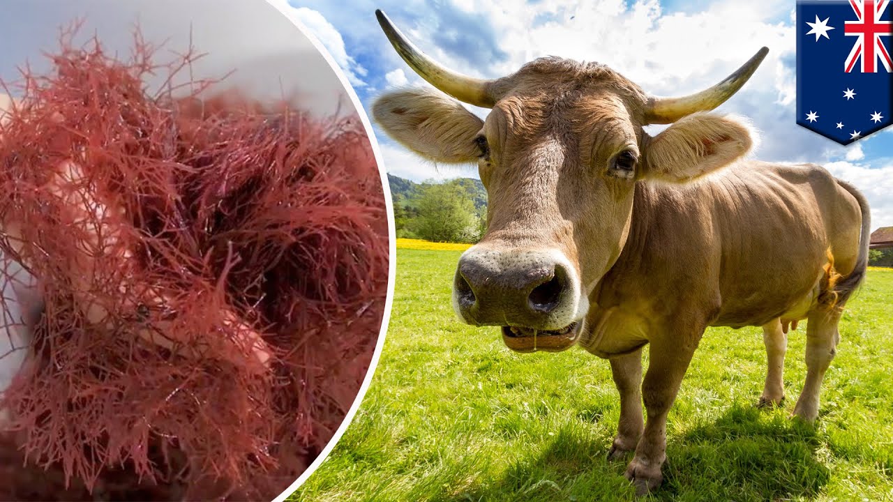 Pink seaweed can stop cows burping methane - TomoNews - YouTube