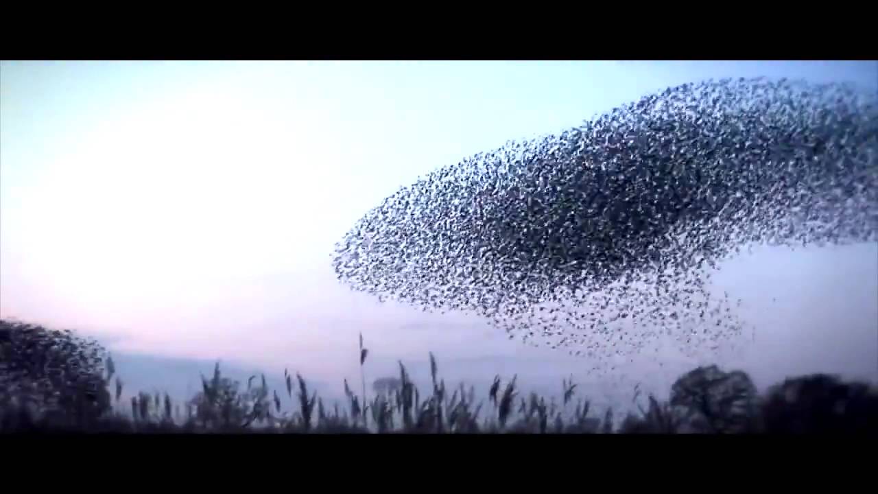 Why Starlings Would Be the Leaders of Collective Impact - YouTube
