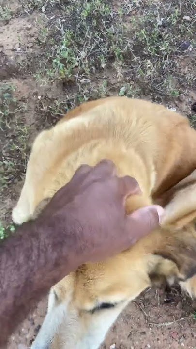 #freefire #ffshorts #shortsfreefire #pets #modapet #cachorro #petsfofinhos #cachorros #animals ...