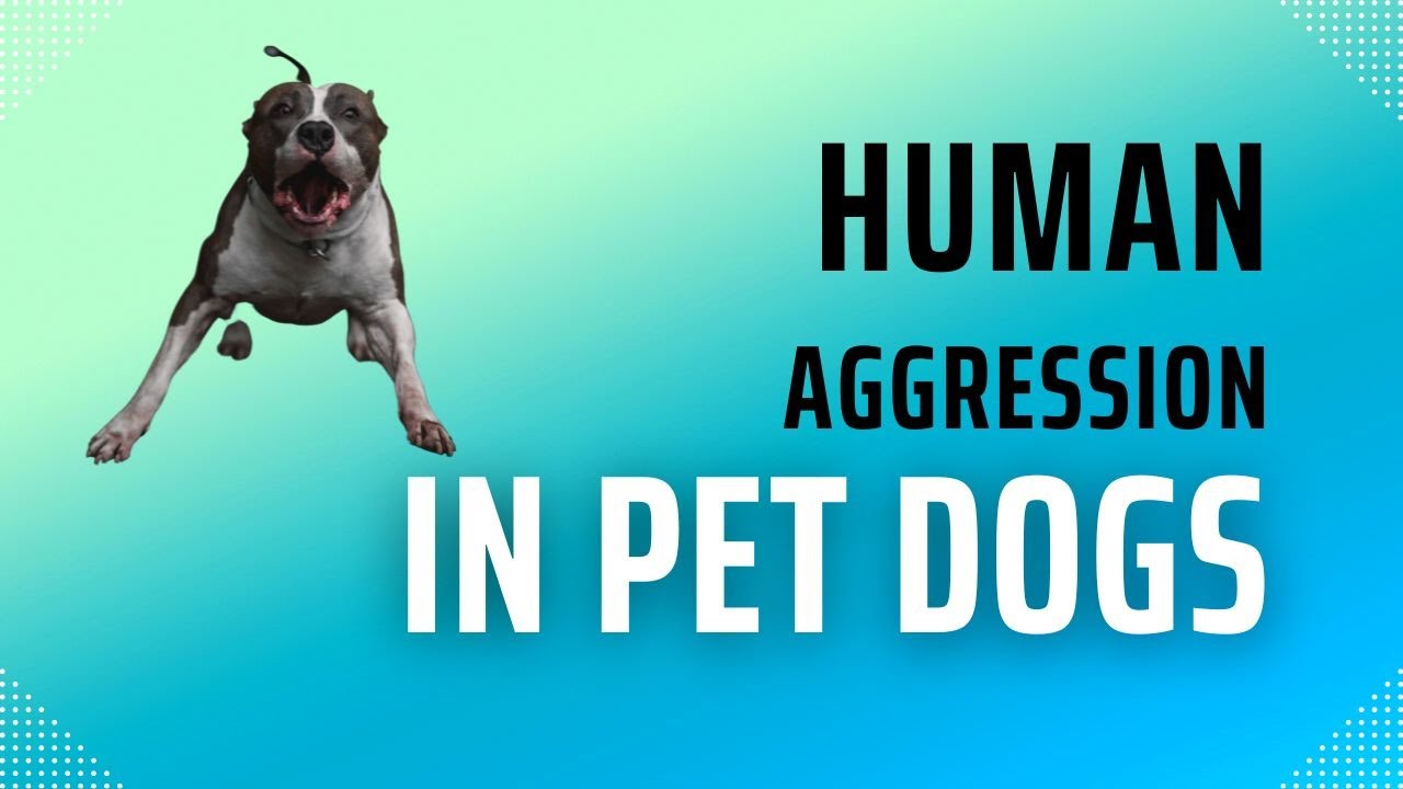 The reality of human aggression in pet dogs - YouTube