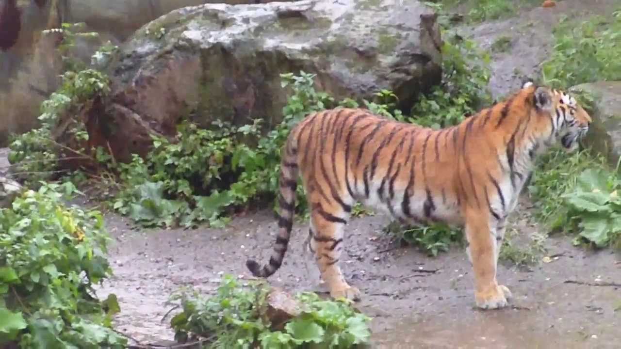 Siberian Tiger Taiga-Orang Utan-Gorillas-Chimpanzees-Giraffes -Lions ...