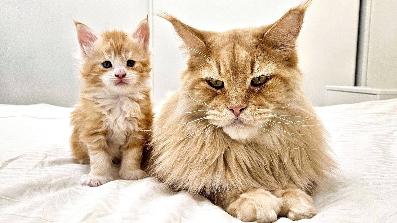 Kittens Meet Uncle Buster for the First Time! - YouTube