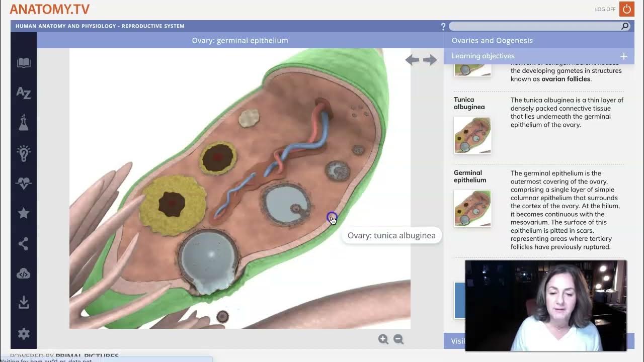 Week 2 Lecture: Part 1 Ovaries: structure and function - YouTube
