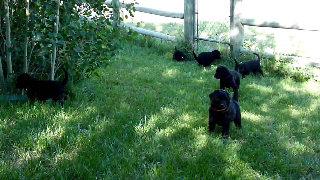Cute Puppies | Playing in the Yard | Labradoodles 4 Weeks Old - YouTube