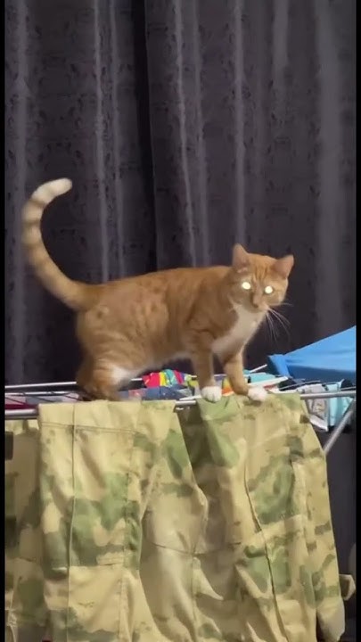 Что ни день, то приключение ️ #коты #котыприколы #кошки - YouTube
