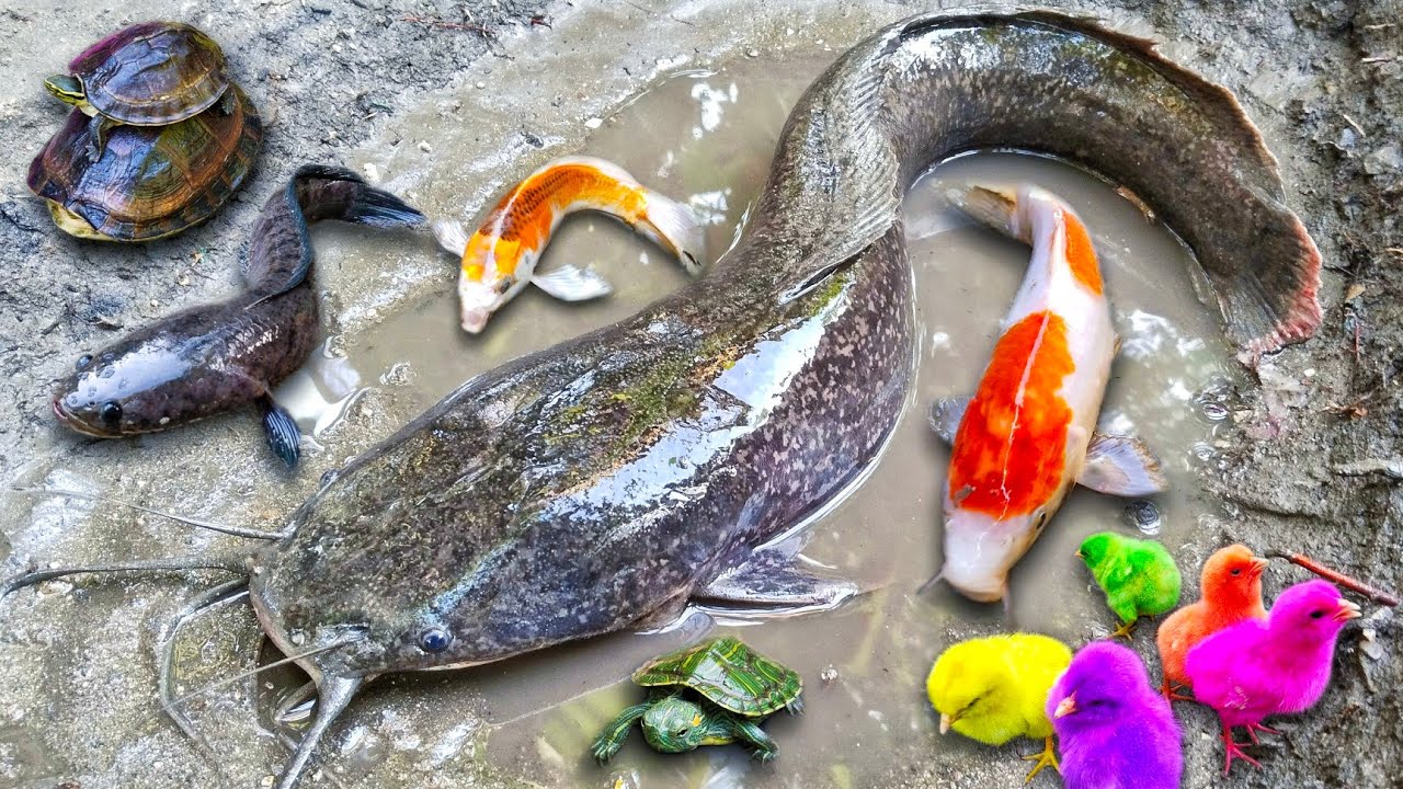 Catching ornamental fish in holes, catfish, betta fish, snakehead fish ...