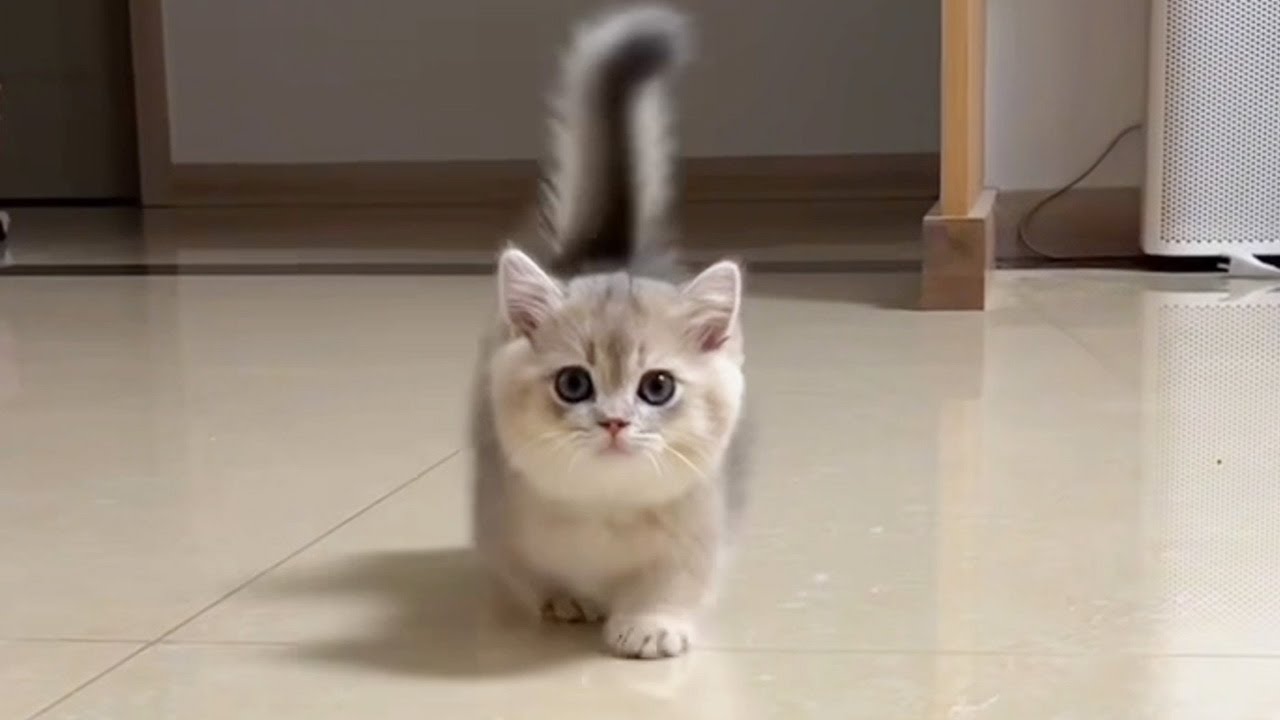 What Would You Do If You Owned Such an Adorable Kitten? - YouTube