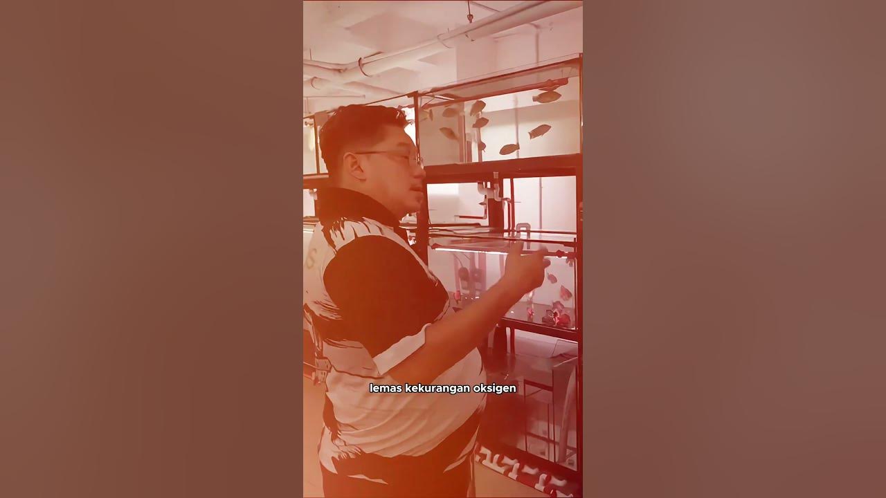 SETTING ARUS & TIPS JAGA DORSAL OLT QGF - YouTube