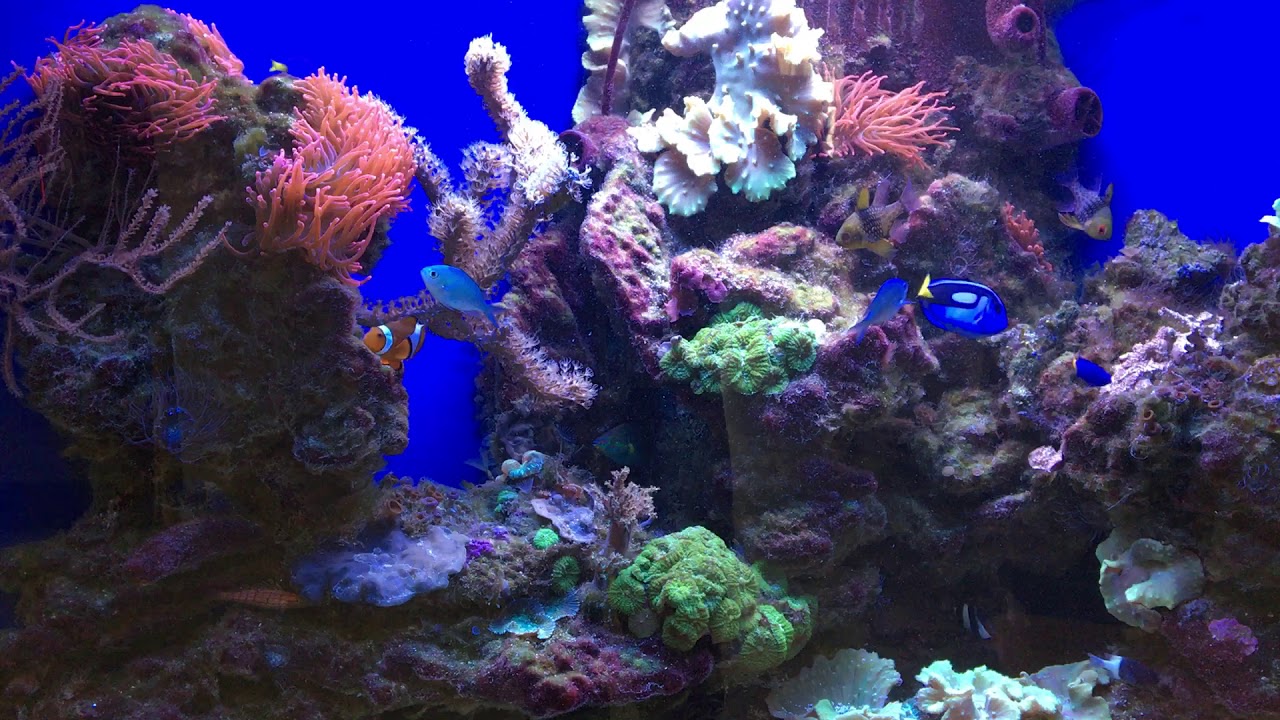Relaxing aquarium video with a twist! - YouTube