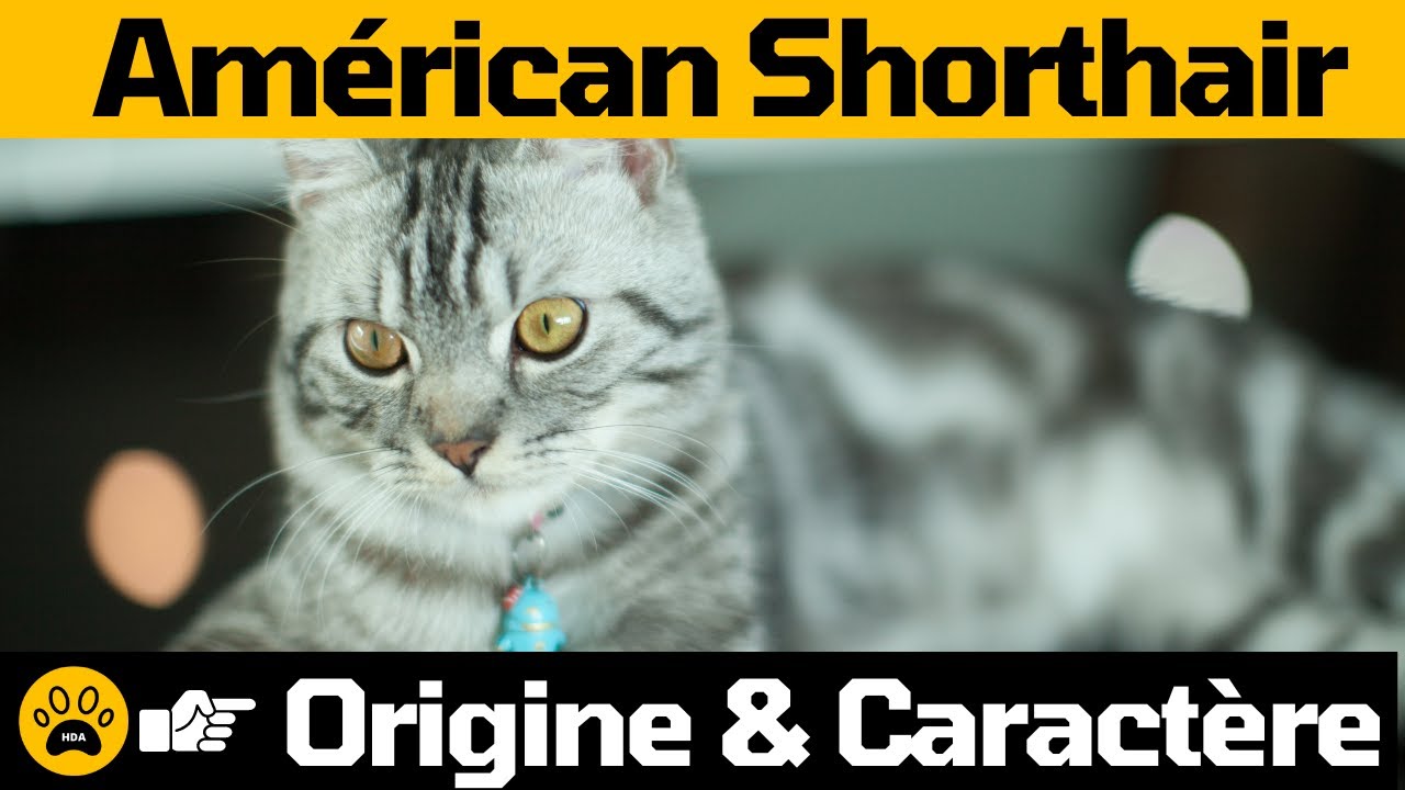 LE CHAT AMERICAN SHORTHAIR 👉Tout savoir sur son Origine & Caractère ...