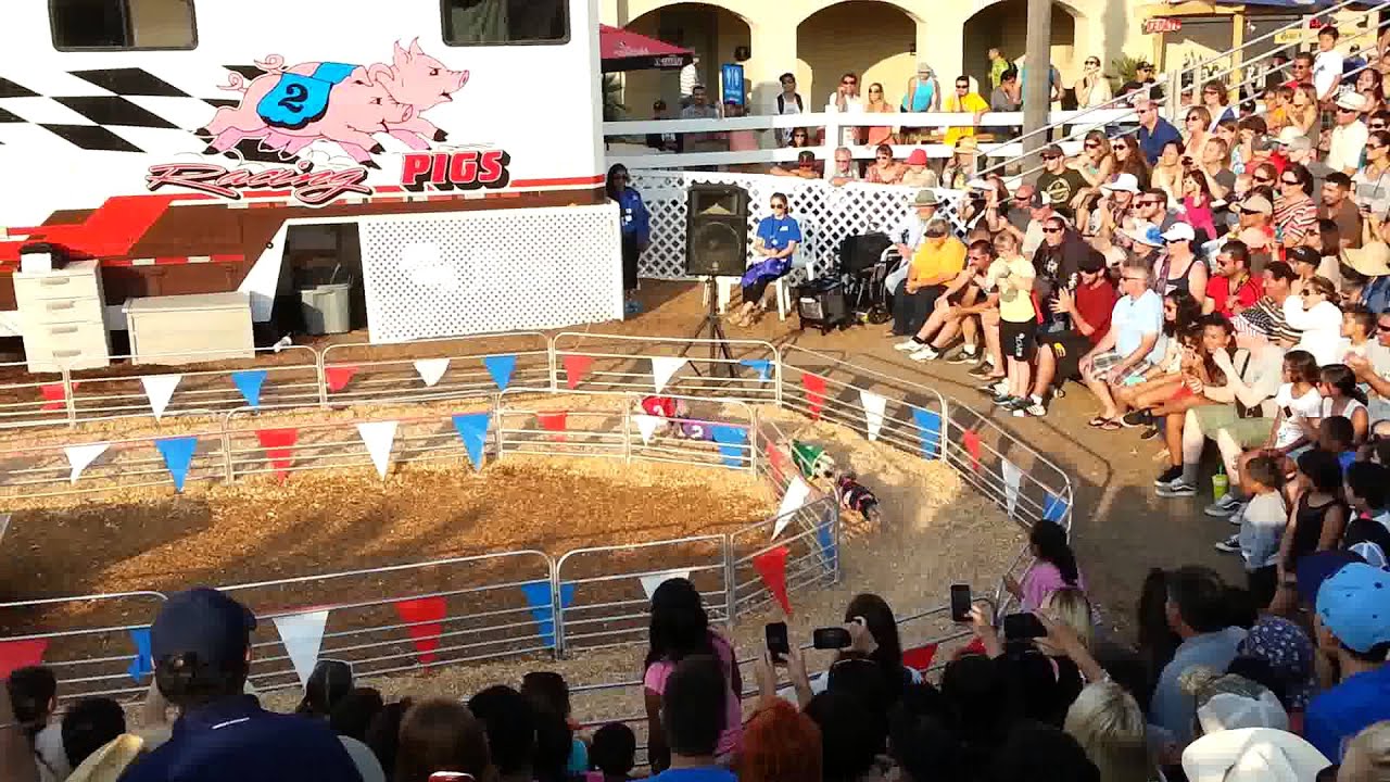 Pig races at the 2013 San Diego County Fair (Del Mar Fair) - YouTube