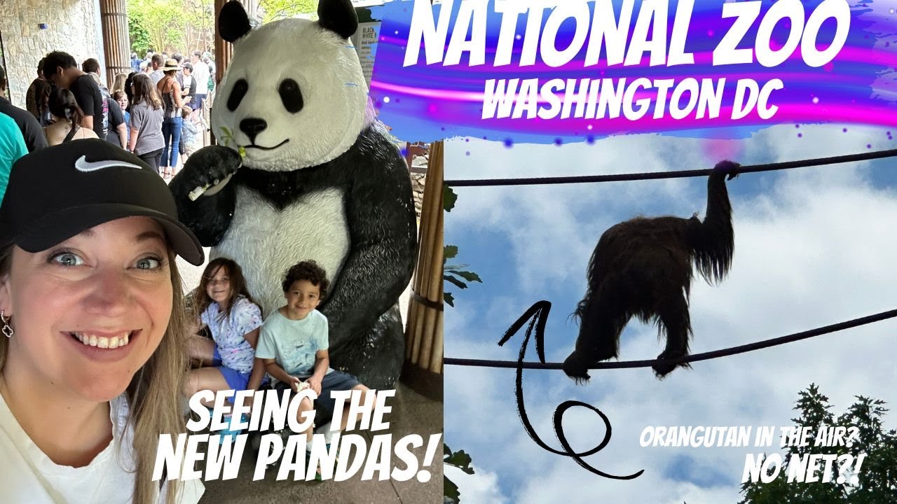 National Zoo in Washington DC | Seeing the new PANDA BEARS - YouTube