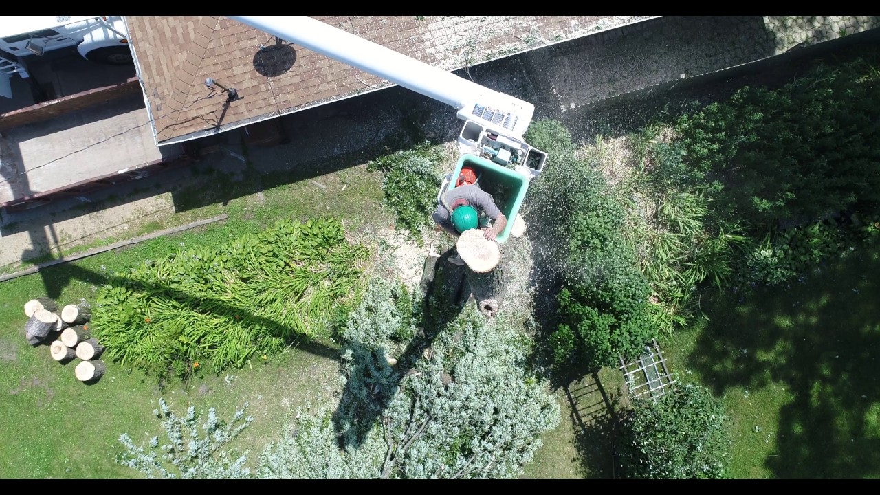 Busy Bee Tree Service - YouTube
