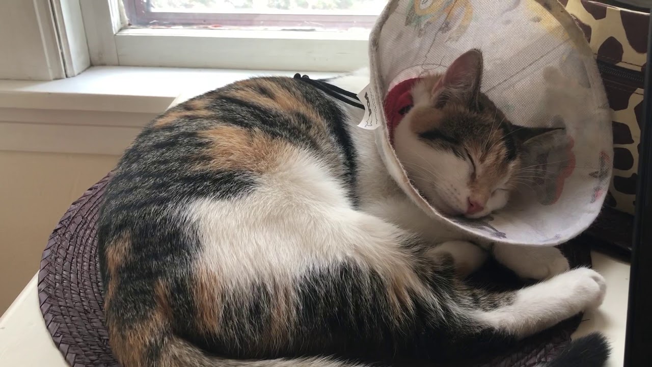 Sleeping Calico kitten - YouTube